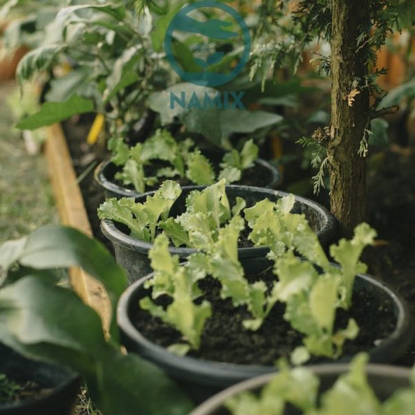 Trồng rau trong chậu chỉ năm bước thật đơn giản để có rau sạch trong nhà