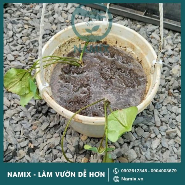 Kinh Nghiệm Trồng Sen Mini Nhật Bản Trong Chậu Tại Nhà