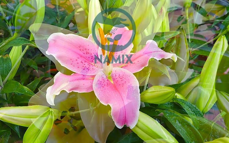 Trồng hoa Lily cho khu vườn của bạn tại sao không | NAMIX