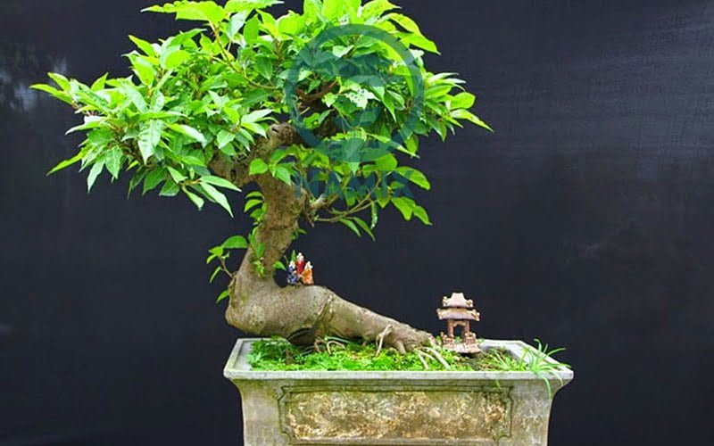 Trồng sung kiểng bonsai trang trí vườn nhà | NAMIX