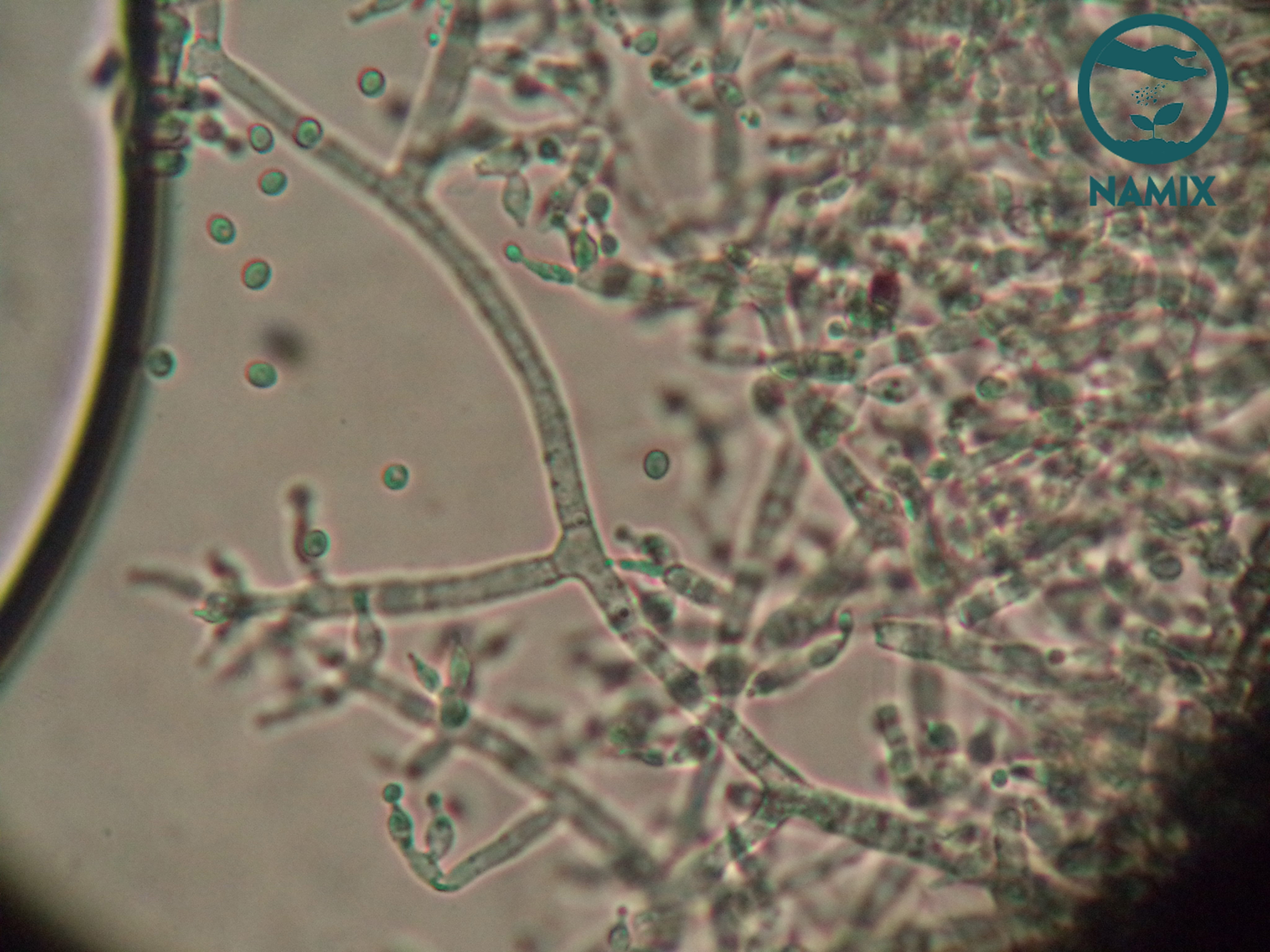 Trichoderma là gì? Cách sử dụng hiệu quả cho vườn nhà bạn | NAMIX