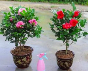 Hoa Trà My: Đặc Điểm, Ý Nghĩa Và Cách Chăm Sóc
