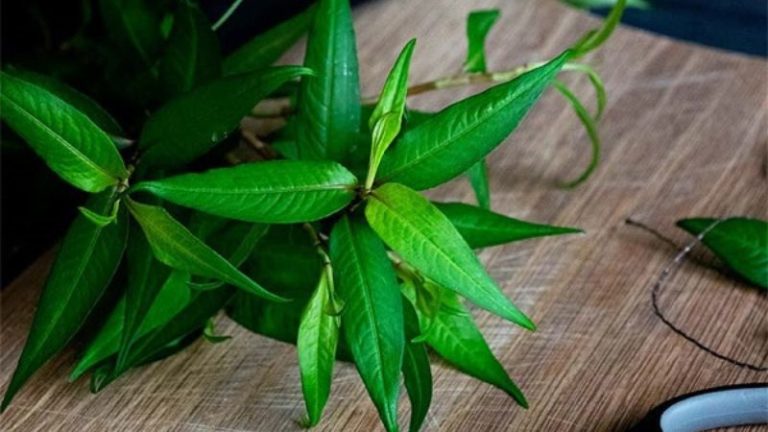 Bật Mí Cách Trồng Rau Răm Đơn Giản, Nhanh Thu Hoạch