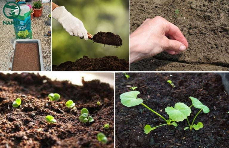 Cách trồng rau má xanh mướt, năng suất cao ngay tại nhà