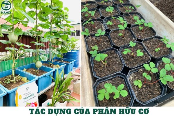 Phân hữu cơ là gì? Lợi ích và cách sử dụng tối ưu nhất