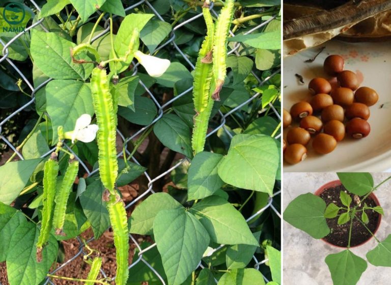 Cách trồng đậu rồng đúng kỹ thuật - Bí quyết trồng cây sai quả