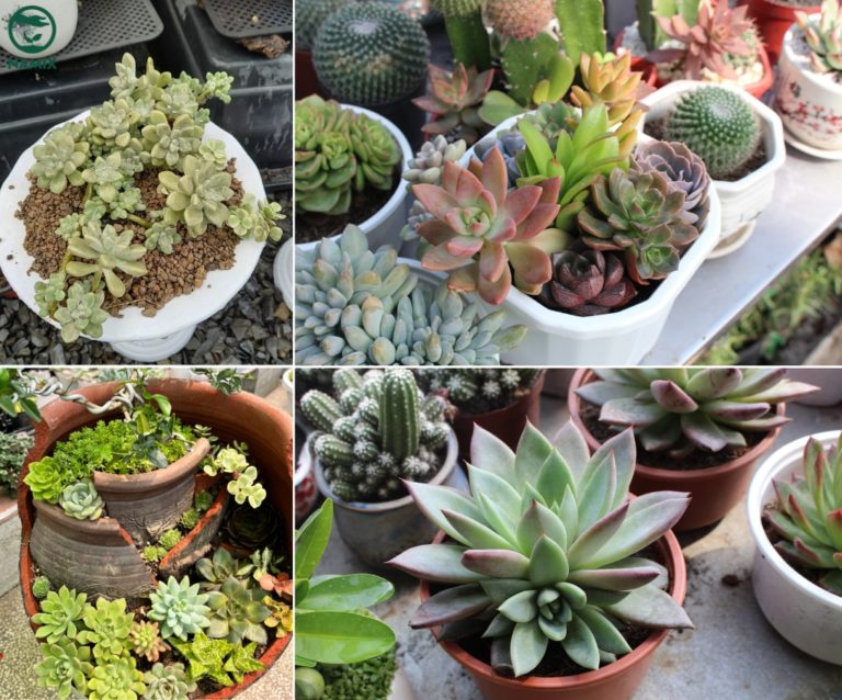 Cách trồng cây sen đá đơn giản nhất - Ai cũng thực hiện được