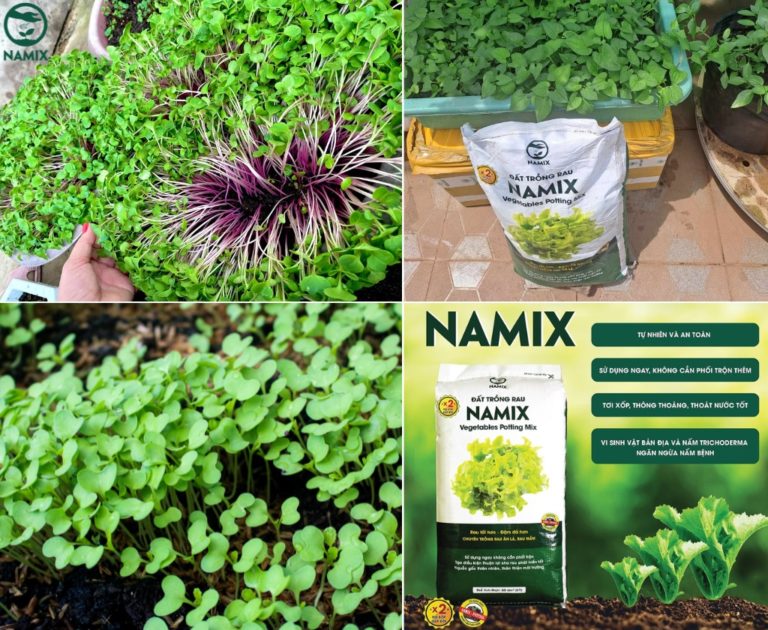 Giá thể trồng rau mầm chuẩn nhất, thành công 100%