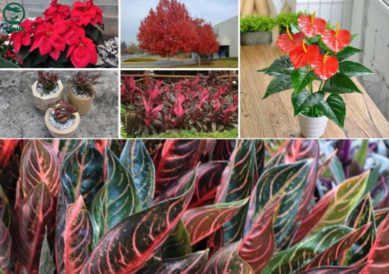 Cây kiểng lá đỏ - Trang trí nhà đẹp, mang đến phong thuỷ tốt