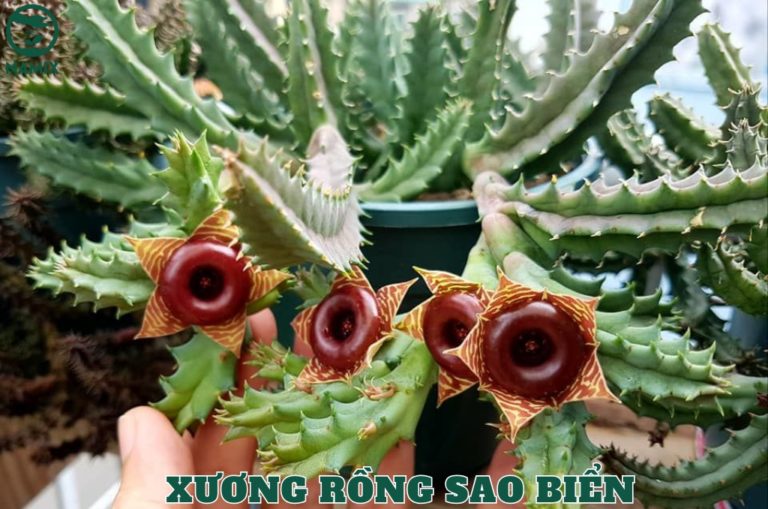 Top 19+ Các loại cây xương rồng đa dạng màu sắc