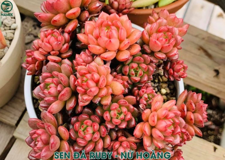 Top 35+ các loại sen đá đẹp, độc, lạ được nhiều người yêu thích