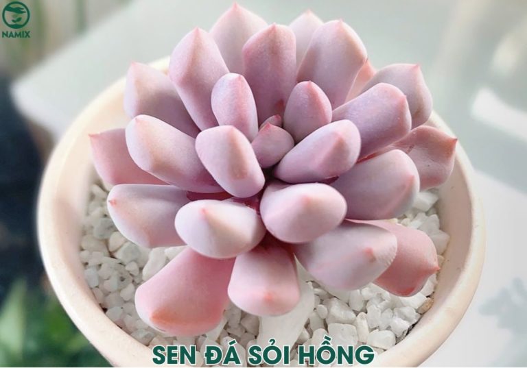 Top 35+ các loại sen đá đẹp, độc, lạ được nhiều người yêu thích