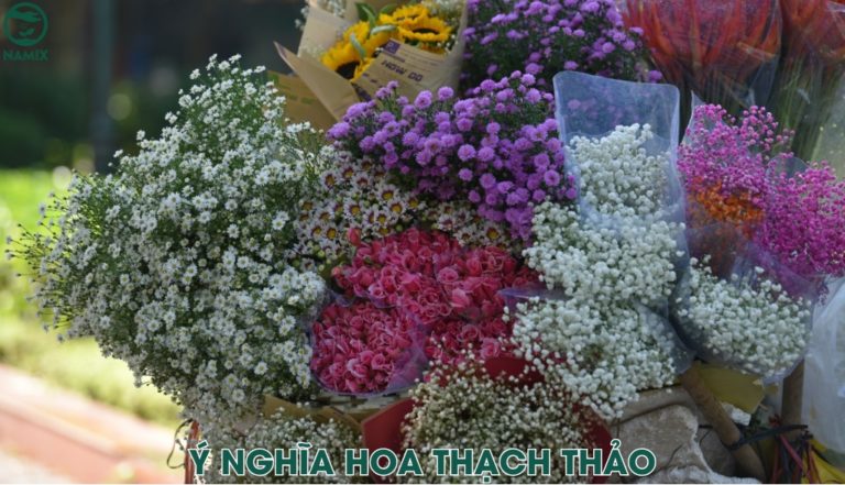 Cách trồng hoa thạch thảo nở đẹp, cây xanh tươi quanh năm