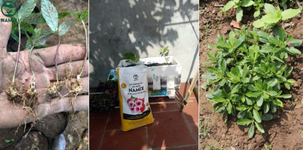 Cây sâm đất và cách trồng đơn giản, hiệu quả nhất