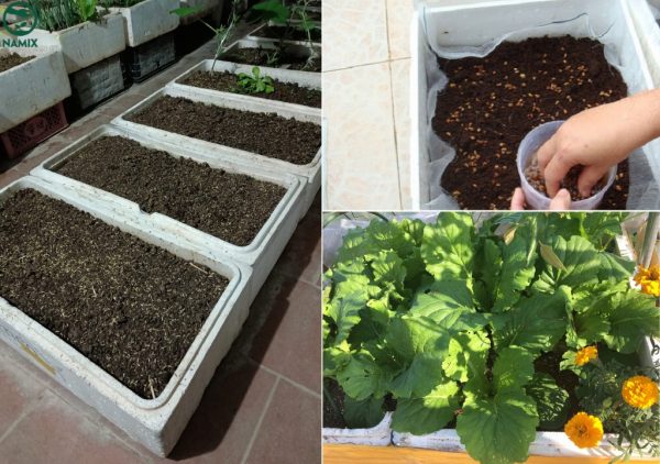 Cách trồng rau trong thùng xốp tại nhà luôn tươi xanh