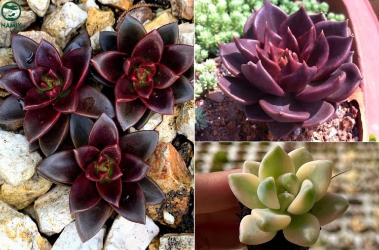 Cây sen đá nâu - Tất tần tật thông tin về loại cây này