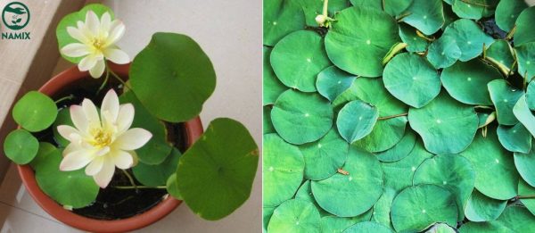 Sen mini Nhật Bản độc lạ - Cách trồng sen ngay tại nhà