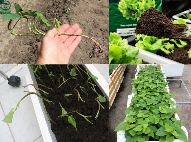 Cách trồng rau lang siêu ngọn tại nhà, nhanh thu hoạch