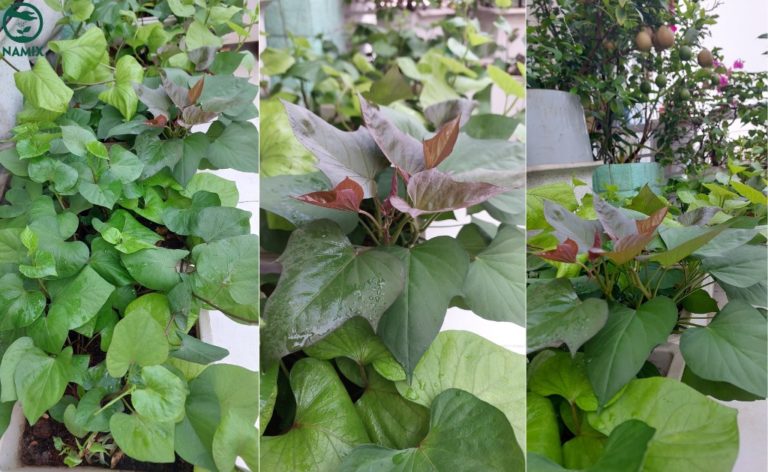 Cách trồng rau lang siêu ngọn tại nhà, nhanh thu hoạch