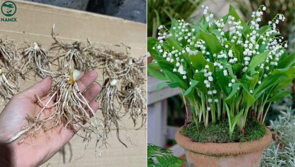 Cách trồng Hoa Linh Lan đơn giản và cách chăm sóc đúng cách