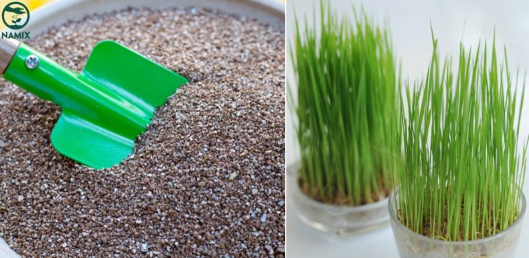 Cách trồng lúa cảnh dễ thực hiện, cây siêu đẹp đón Tết