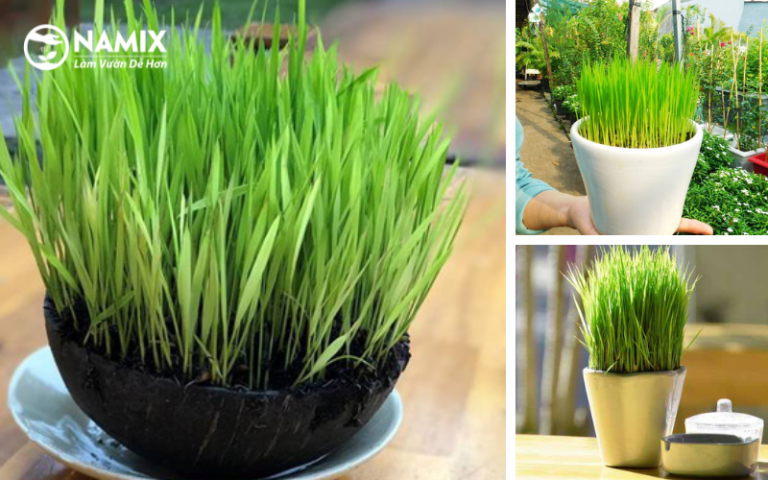 Cách trồng lúa cảnh dễ thực hiện, cây siêu đẹp đón Tết