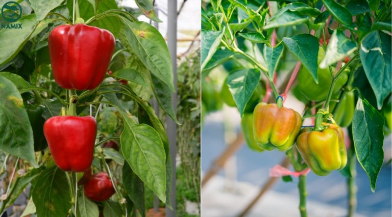 Cách trồng ớt chuông trong chậu chi tiết từ A -> Z