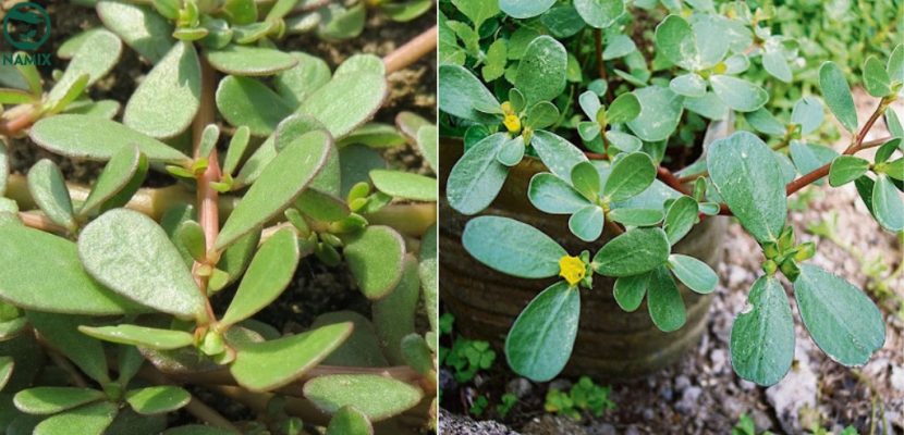 Cách trồng rau sam siêu dễ tại nhà, cho năng suất cao