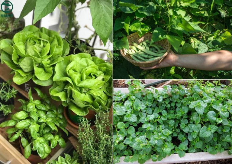 Top 13+ Các loại rau ưa bóng râm, dễ trồng, dễ chăm