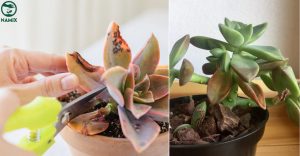 Bí quyết trồng sen đá khoẻ đẹp, chuẩn chuyên gia