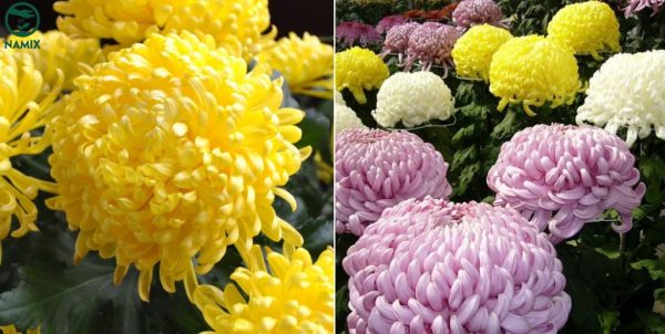 Cúc Đại Đóa - Đặc điểm, ý nghĩa và cách trồng cây