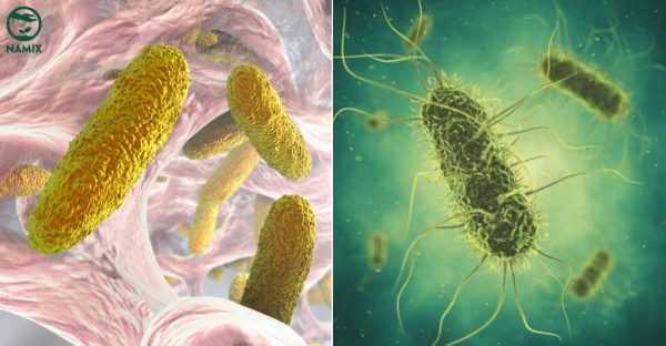 Vi khuẩn cố định đạm - Những điều cần biết về chúng