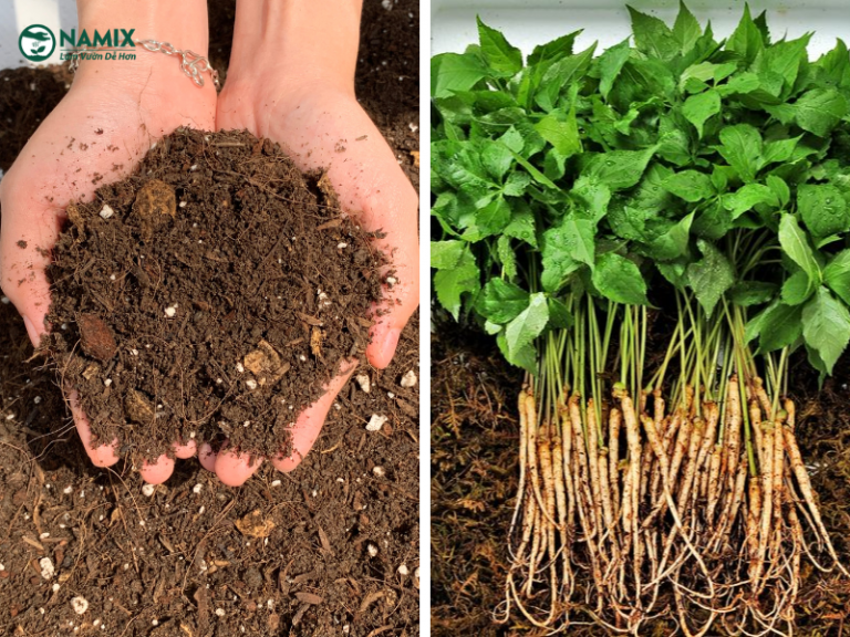 Cây sâm đất có mấy loại? Cách phân biệt, công dụng